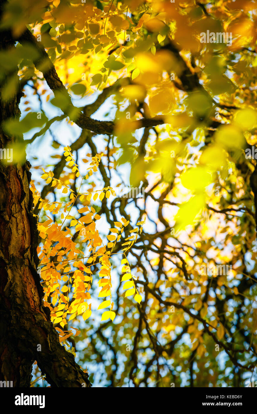 Colorful background of autumn leaf, close up Stock Photo - Alamy