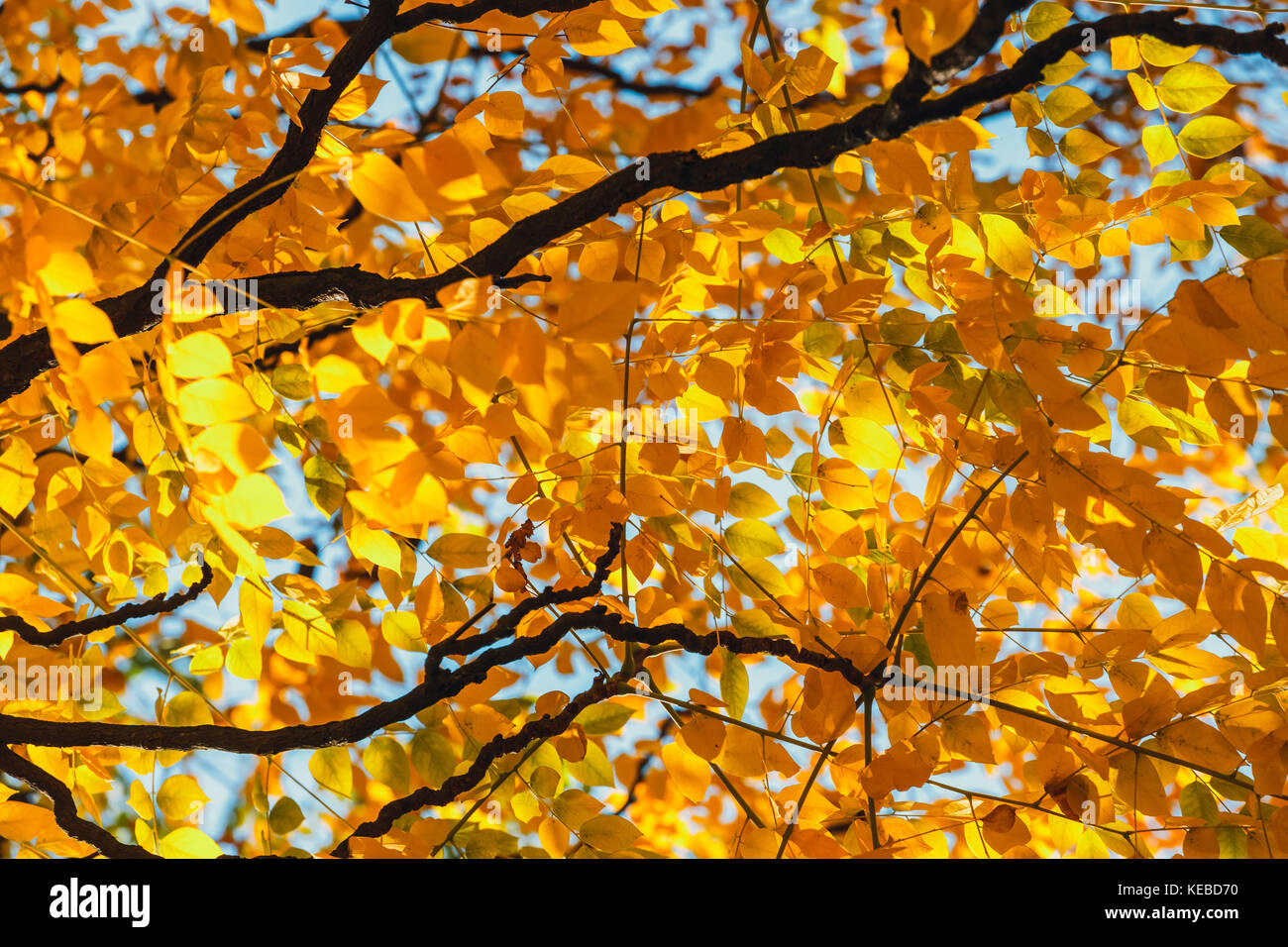 Colorful background of autumn leaf, close up Stock Photo - Alamy