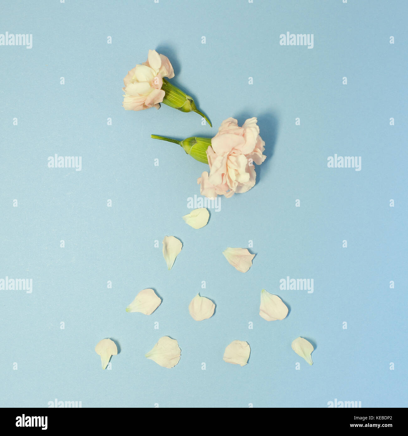 Pink flower and petal on skyblue background. top view Stock Photo - Alamy