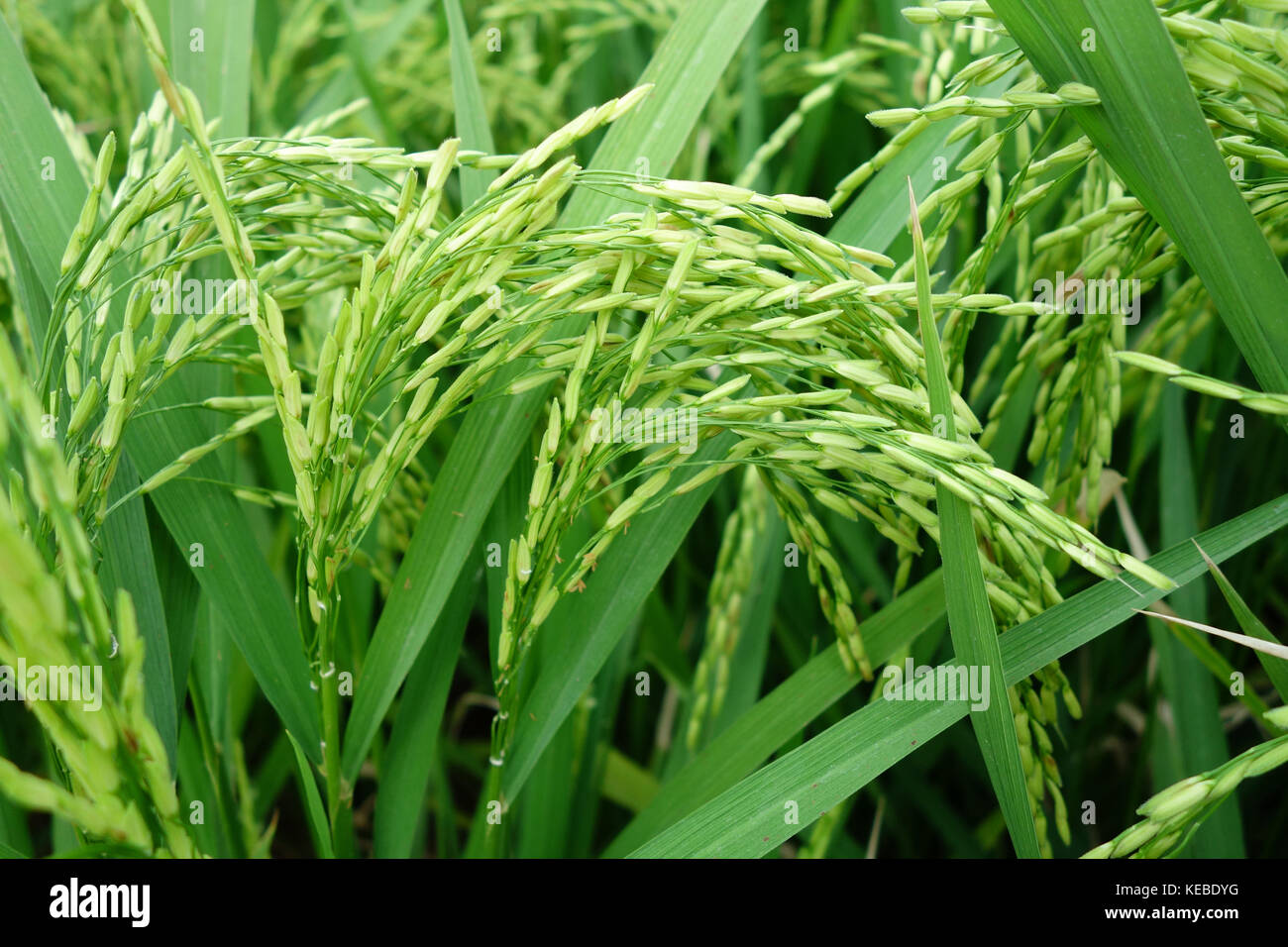 Close up of ripe rice in the paddy Stock Photo - Alamy