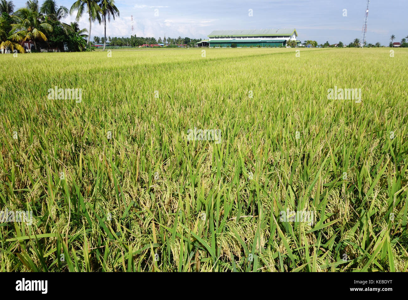 Paddy field with ripe paddy under the blue sky Stock Photo - Alamy