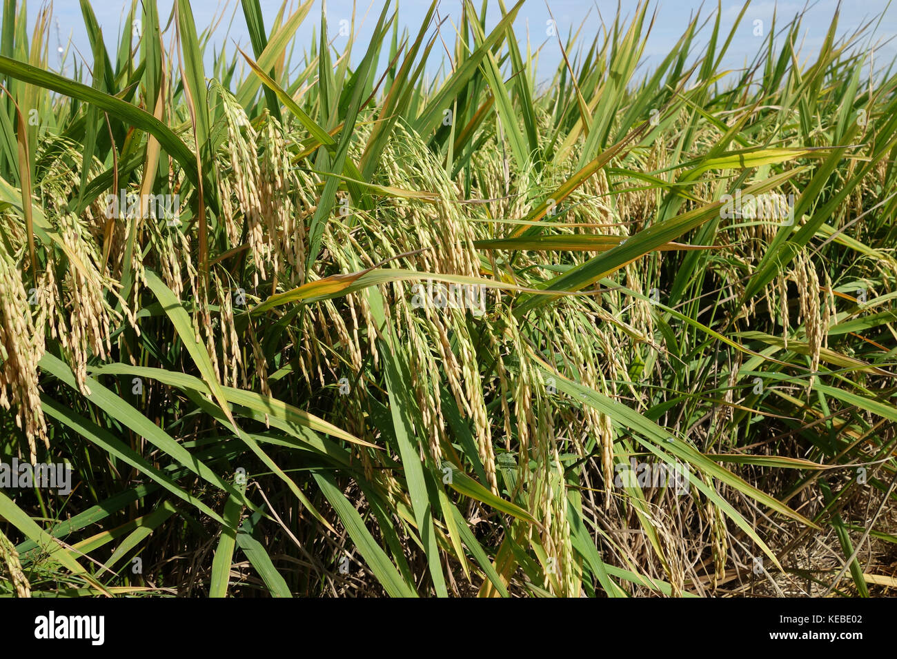 Paddy field with ripe paddy under the blue sky Stock Photo - Alamy