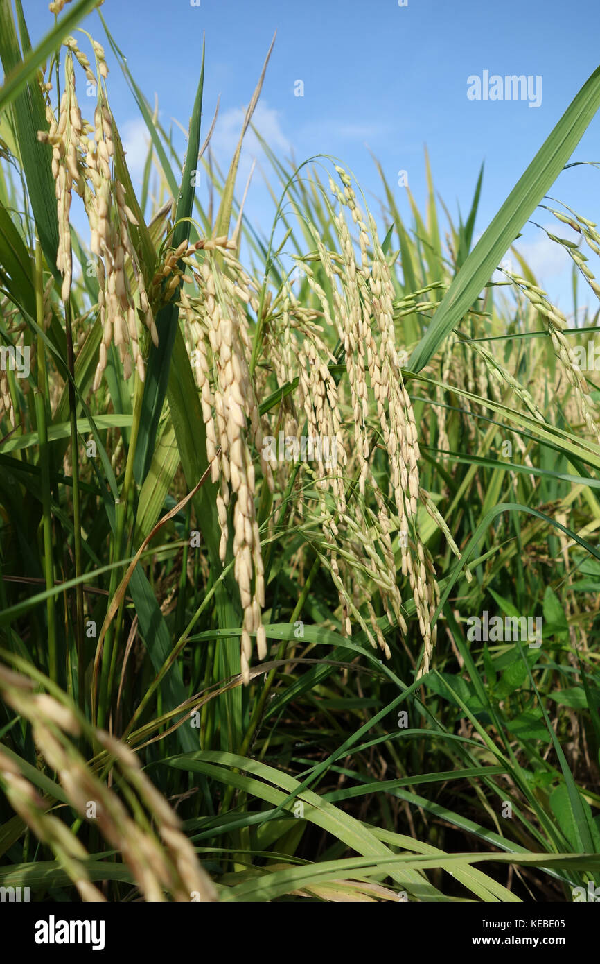 The ripe paddy field is ready for harvest Stock Photo - Alamy