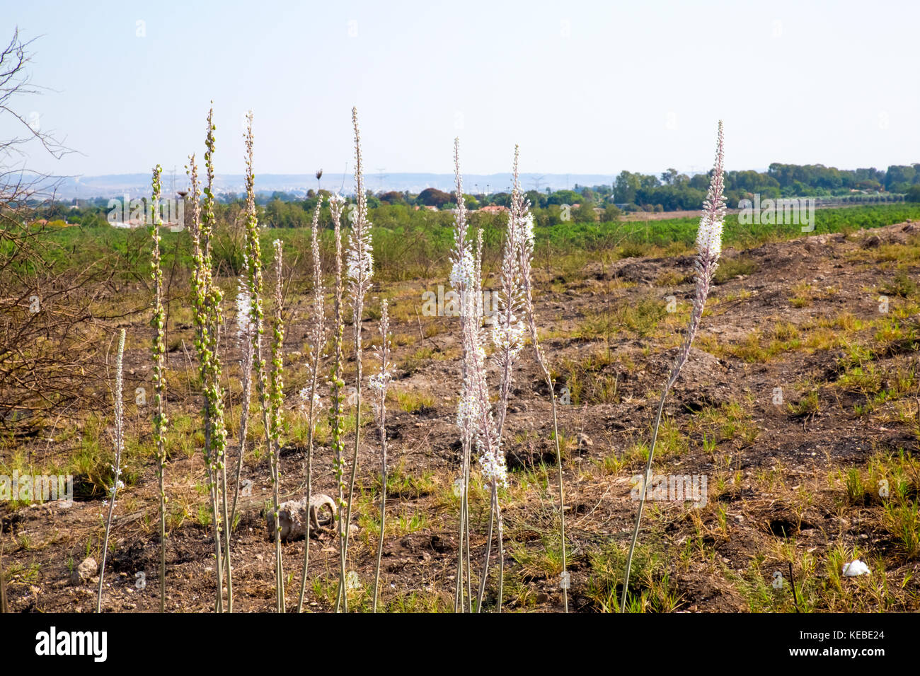 Flowering Sea Squill, (Drimia maritima). Photographed in Israel, autumn ...