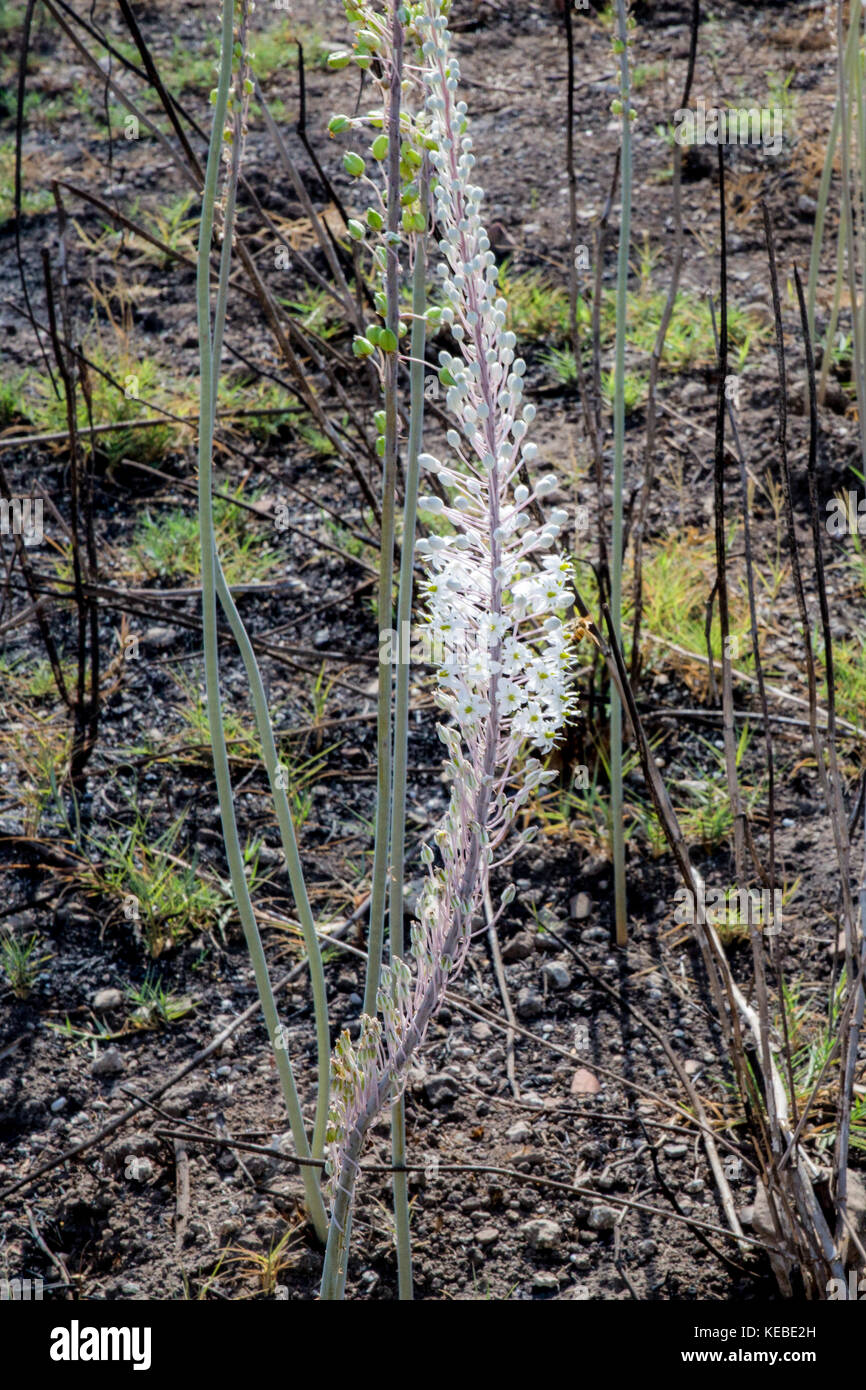 Flowering Sea Squill, (Drimia maritima). Photographed in Israel, autumn ...
