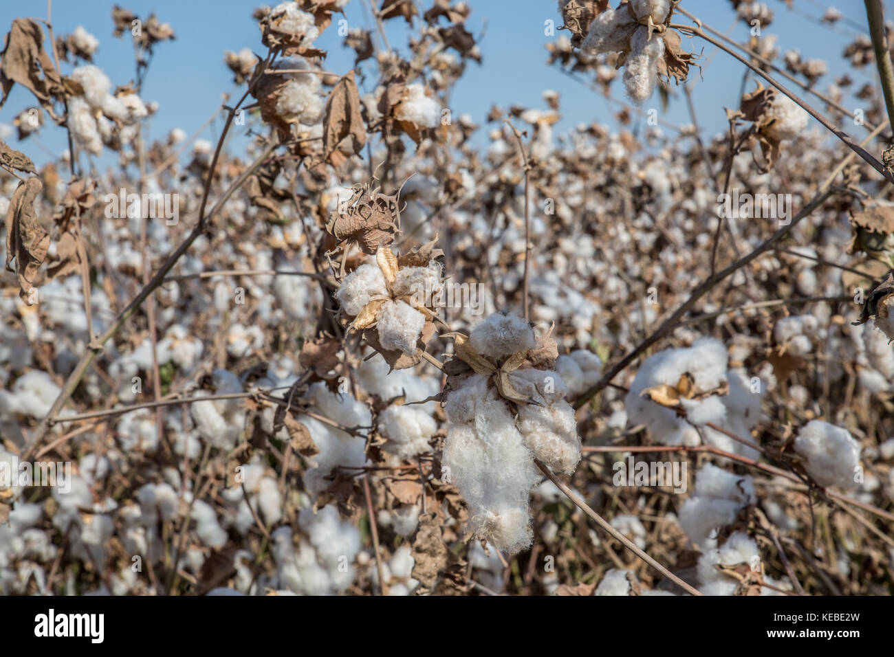 Cotton is a soft, fluffy staple fiber that grows in a boll, or ...