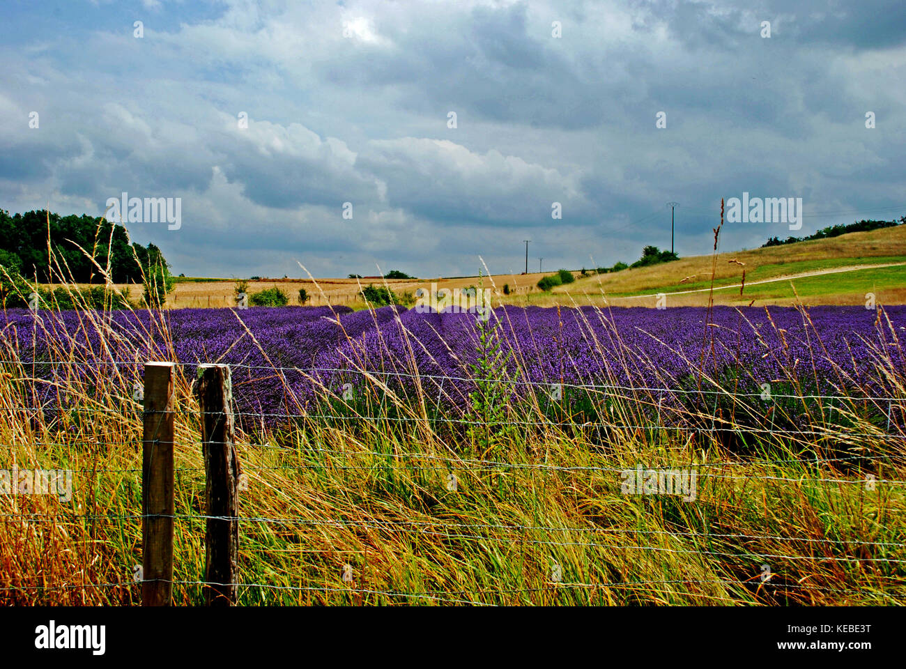 Rural corn field hi-res stock photography and images - Alamy