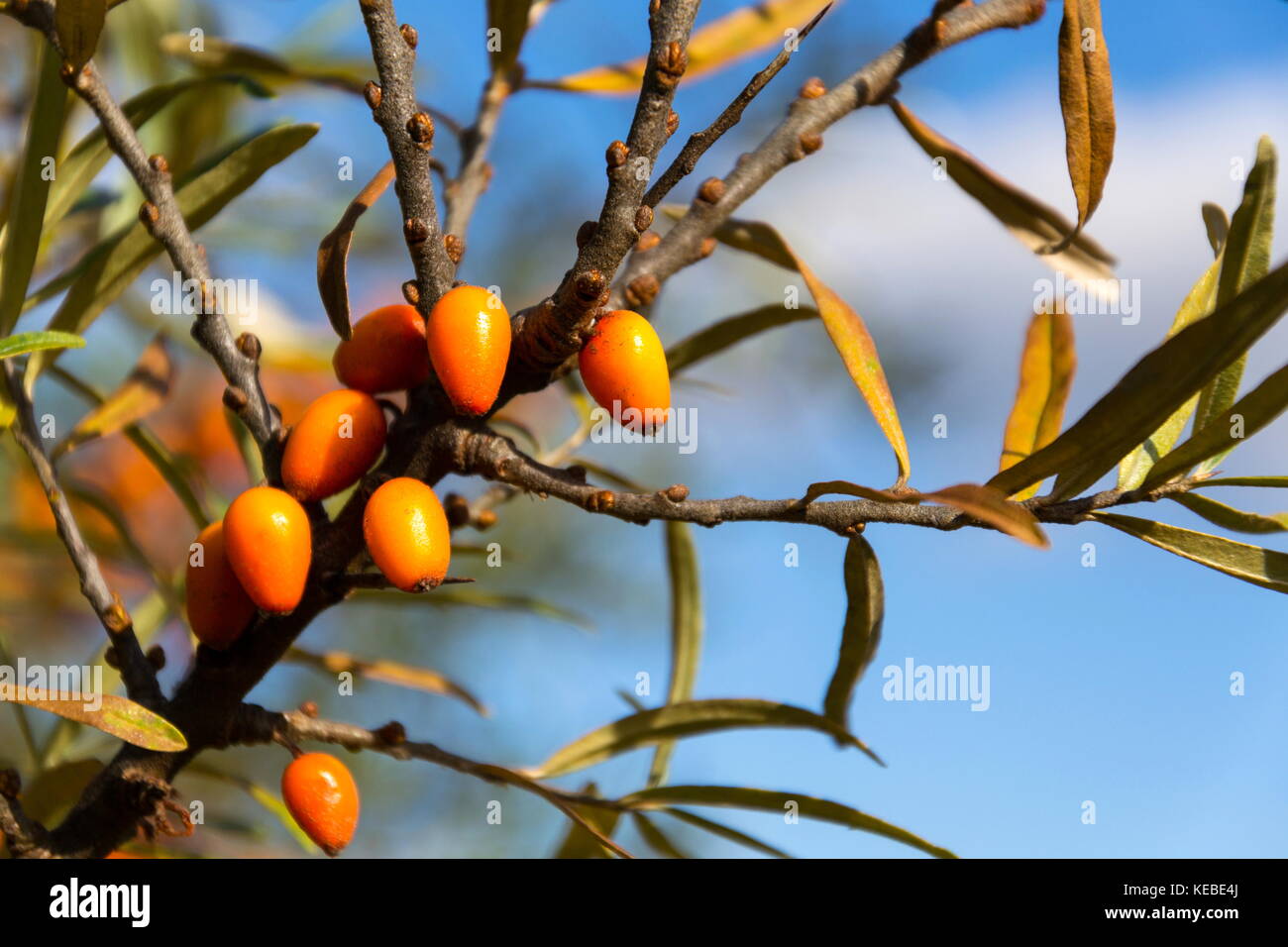 Hippophae rhamnoides known as common sea buckthorn shrub Stock Photo ...