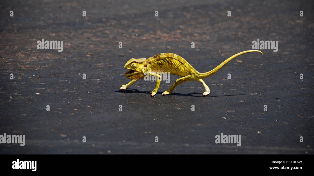 Green chameleon walking on hi-res stock photography and images - Alamy
