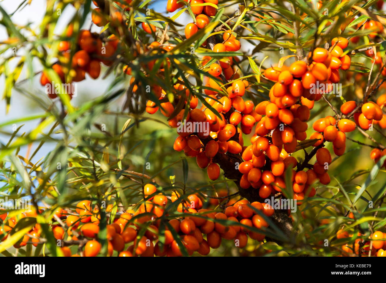 Hippophae rhamnoides known as common sea buckthorn shrub Stock Photo ...