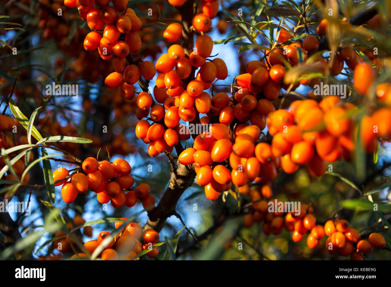 Hippophae rhamnoides known as common sea buckthorn shrub Stock Photo ...