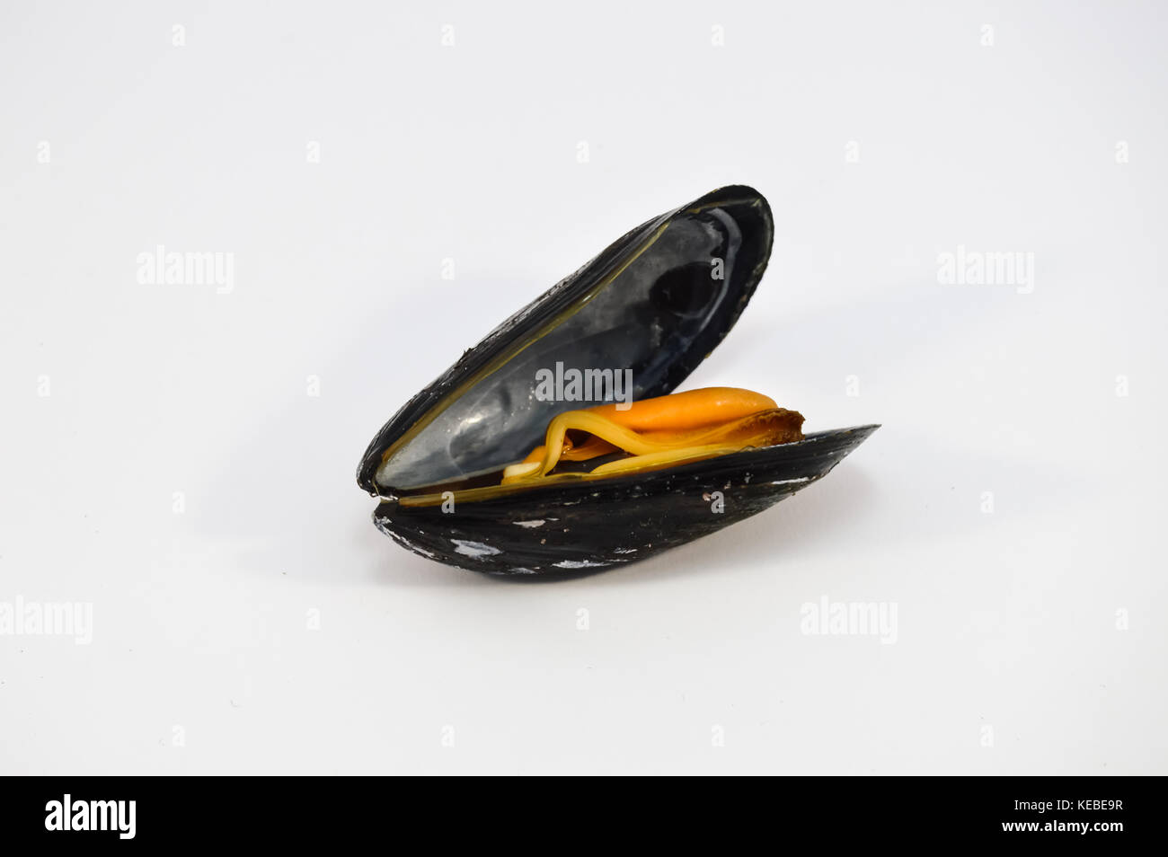 Mussel of Zeeland size super cooked and opened on a white background ...