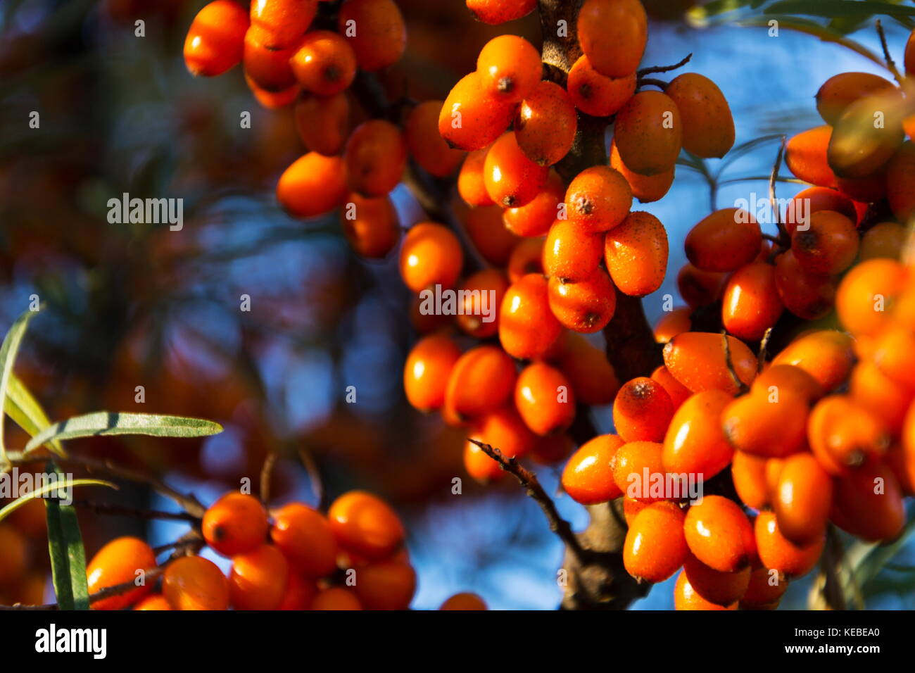 Hippophae rhamnoides known as common sea buckthorn shrub Stock Photo ...