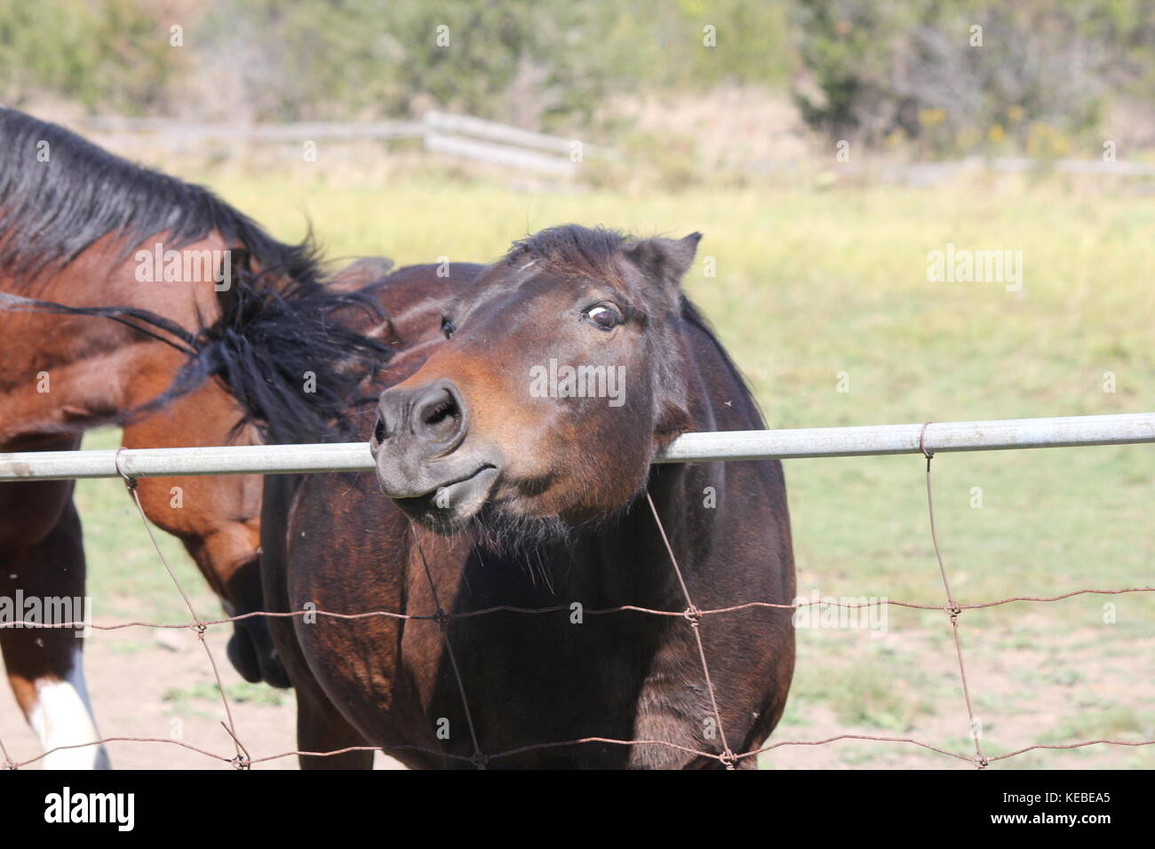 Brown colored horse in an enclosed corral, looking over top of fence ...