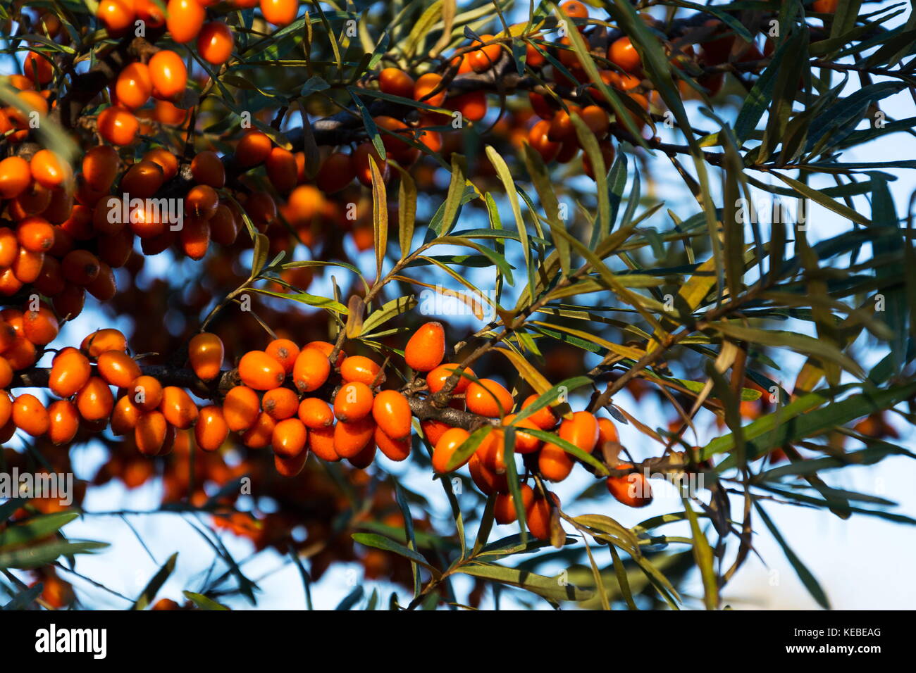 Hippophae rhamnoides known as common sea buckthorn shrub Stock Photo ...