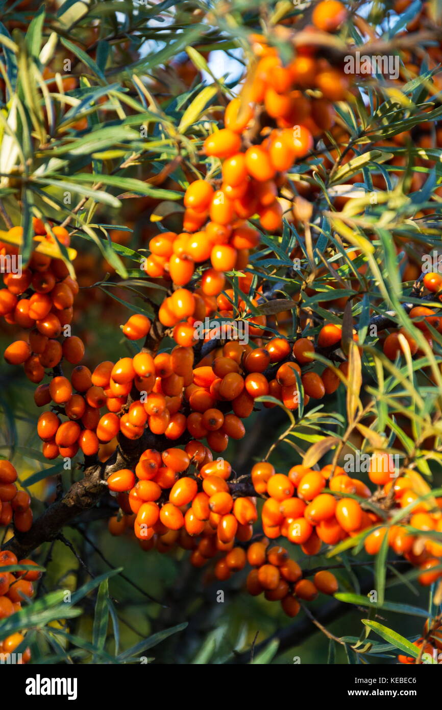 Hippophae rhamnoides known as common sea buckthorn shrub Stock Photo ...