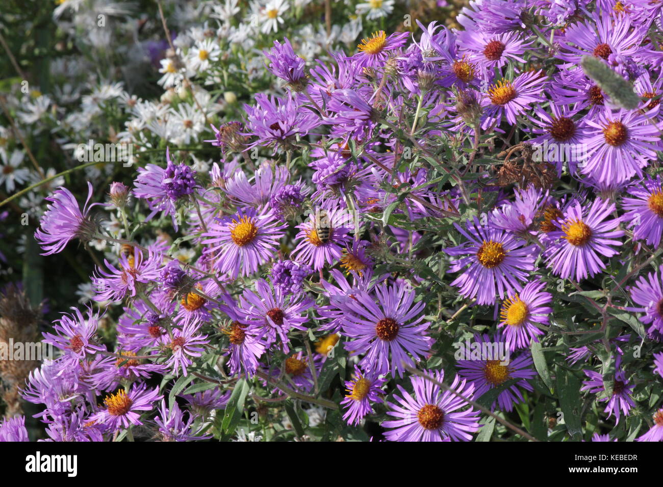 New England Aster (Symphyotrichum novae-angliae), growing in a clearing ...