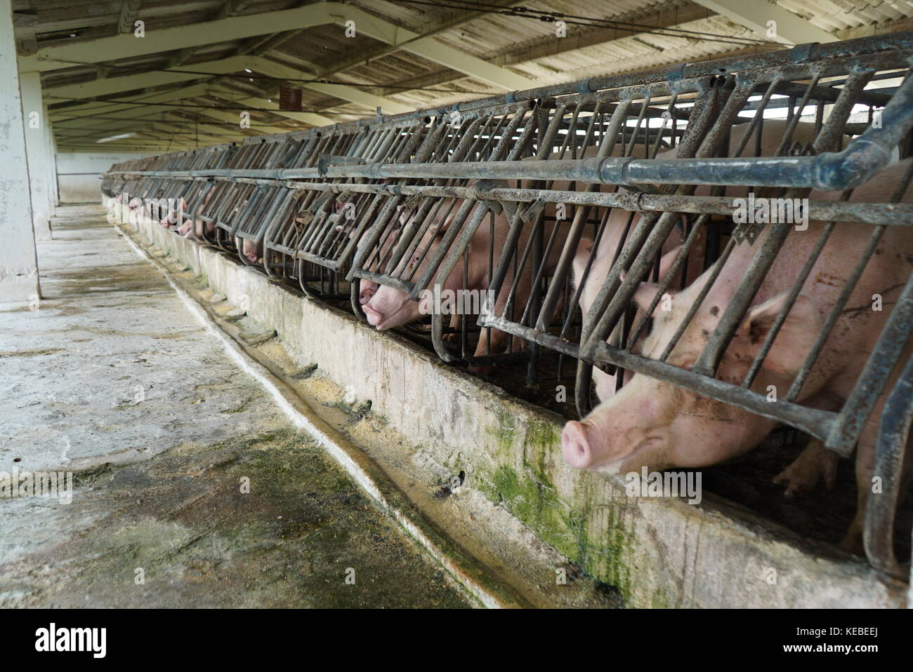 Cria de cerdos industrial. industrial pig breeding Stock Photo - Alamy