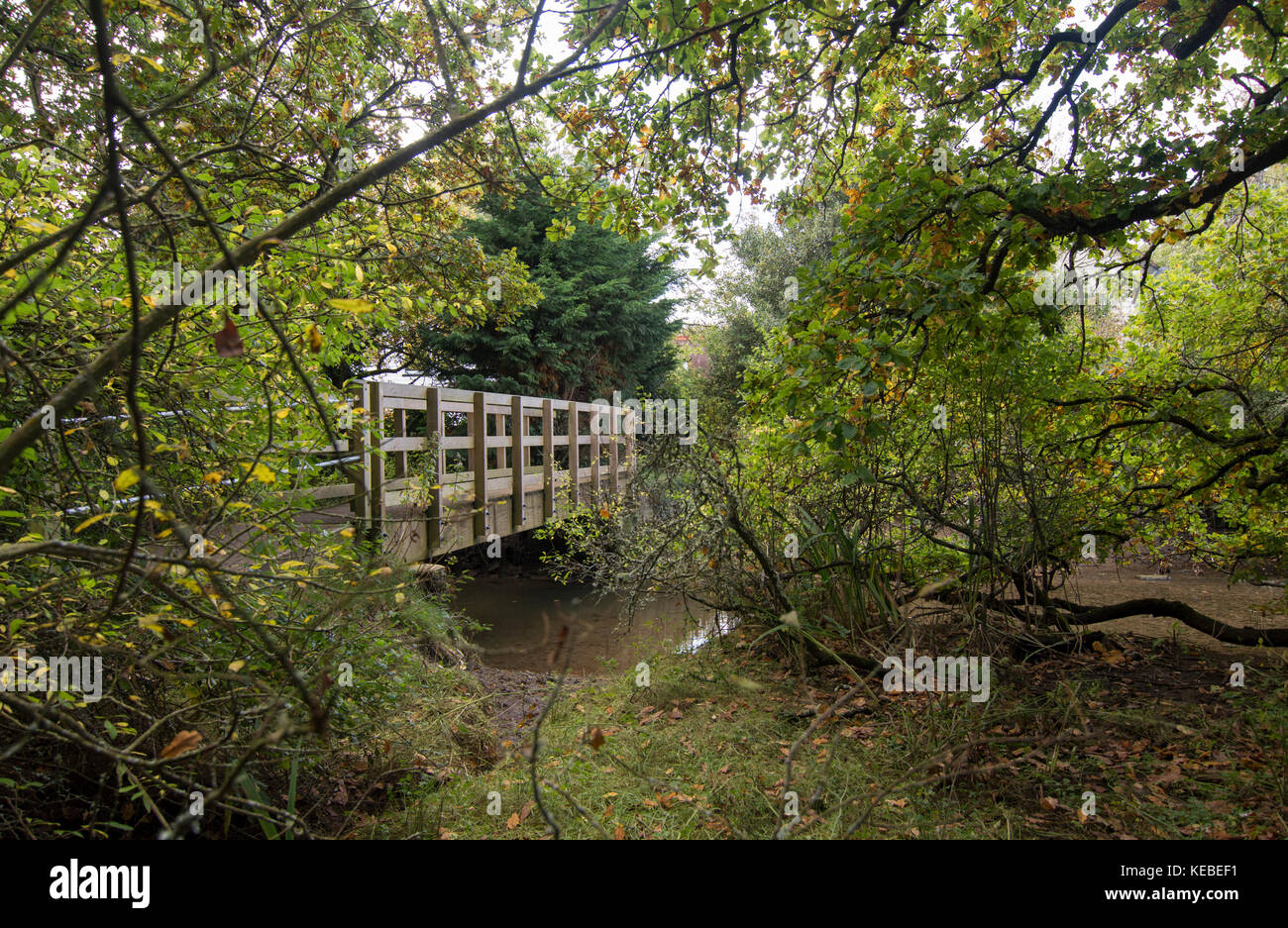 Autumnal colour in rural woodland , bridge across river framed by trees ...