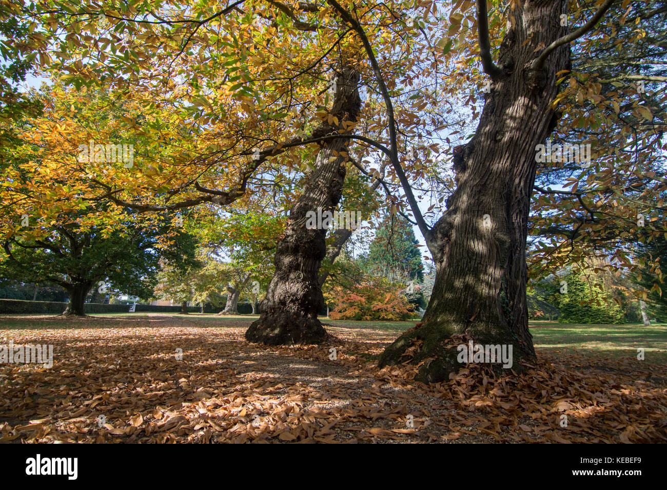 Autumn colour, orange, yellow russet and golden shades of foliage ...