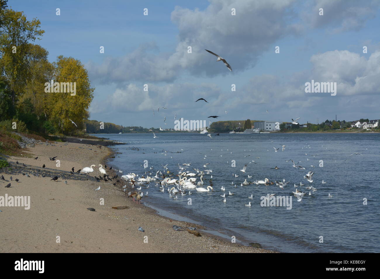 Autumn, River Rhine Country Stock Photo - Alamy
