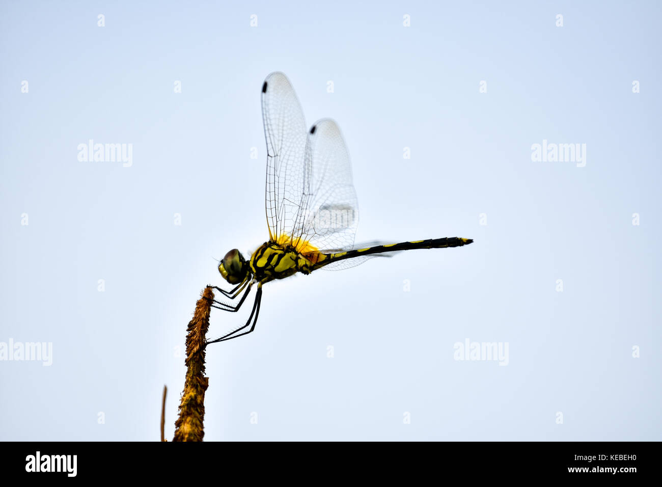 Tropical dragonfly hi-res stock photography and images - Alamy
