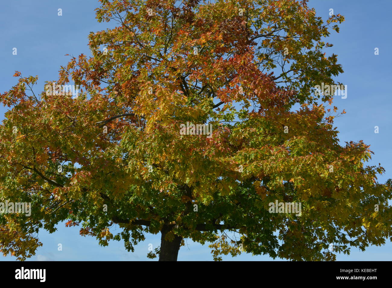 Autumn, River Rhine Country Stock Photo - Alamy