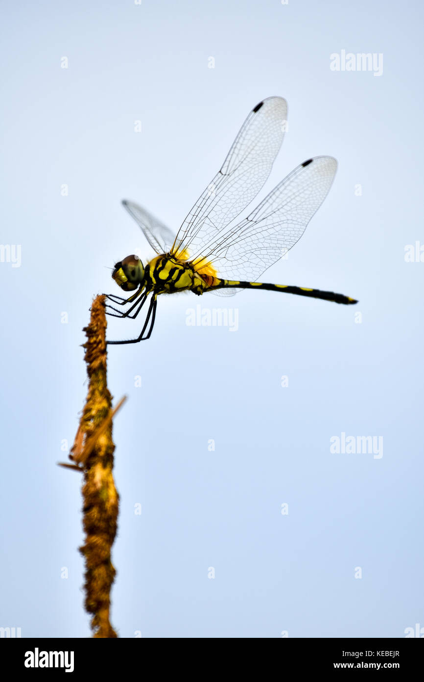 Transparent flight hi-res stock photography and images - Alamy