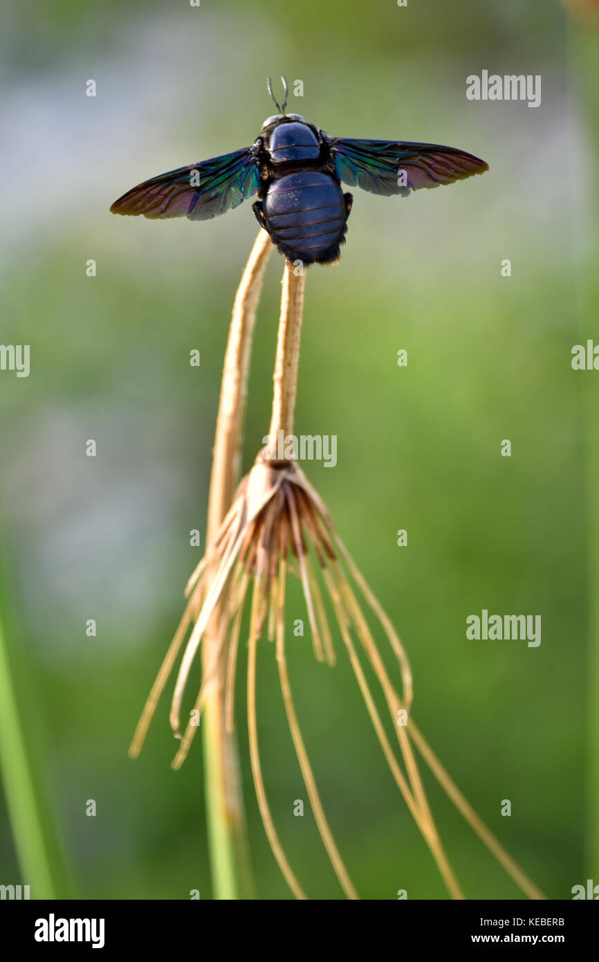 Carpenter bee flying hi-res stock photography and images - Alamy