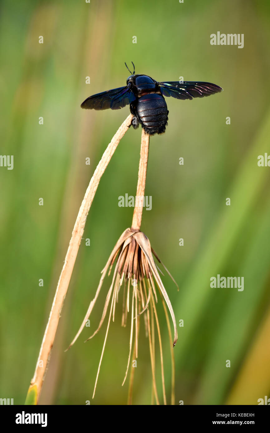 Carpenter bee flying hi-res stock photography and images - Alamy