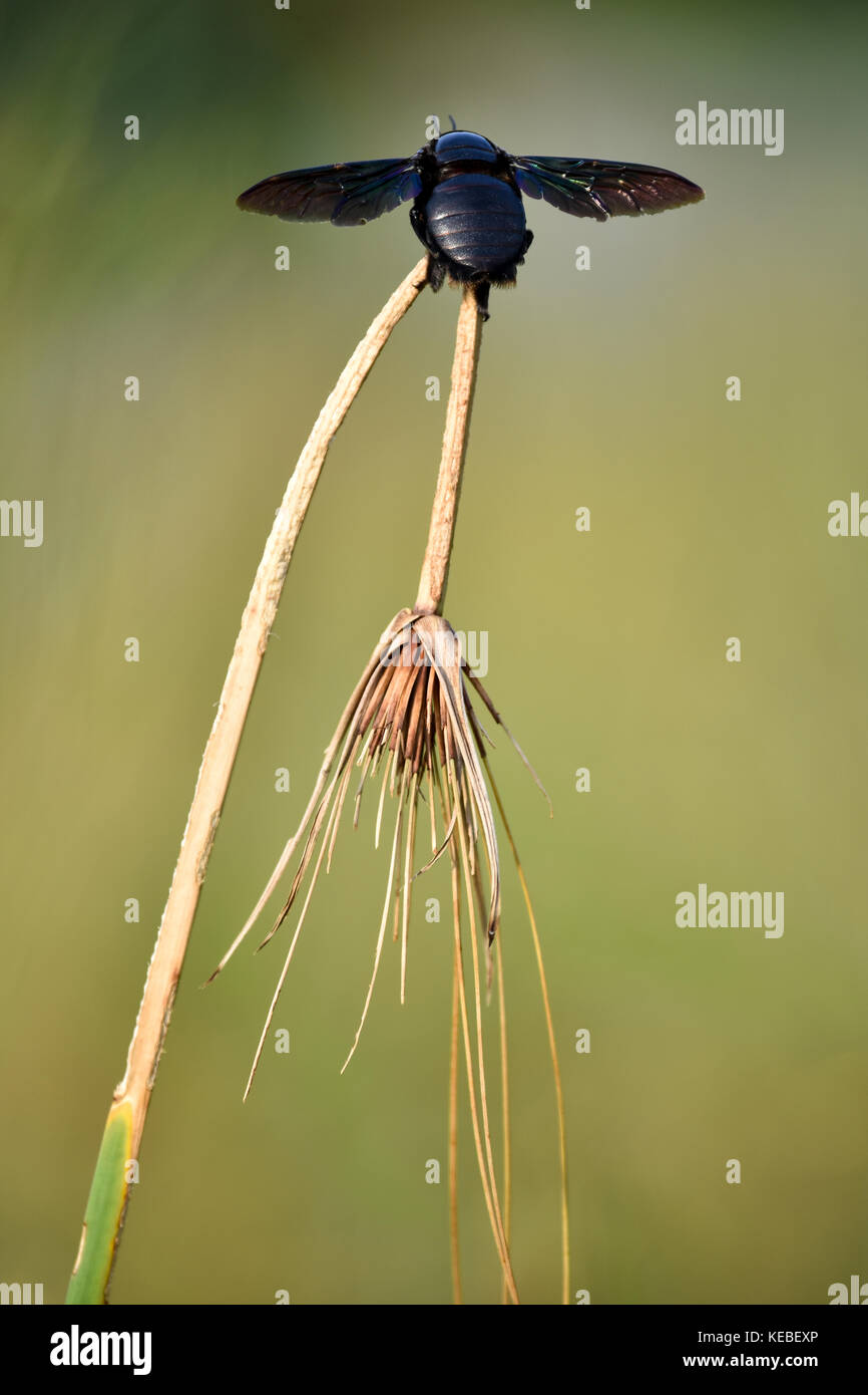 Carpenter bee hi-res stock photography and images - Alamy
