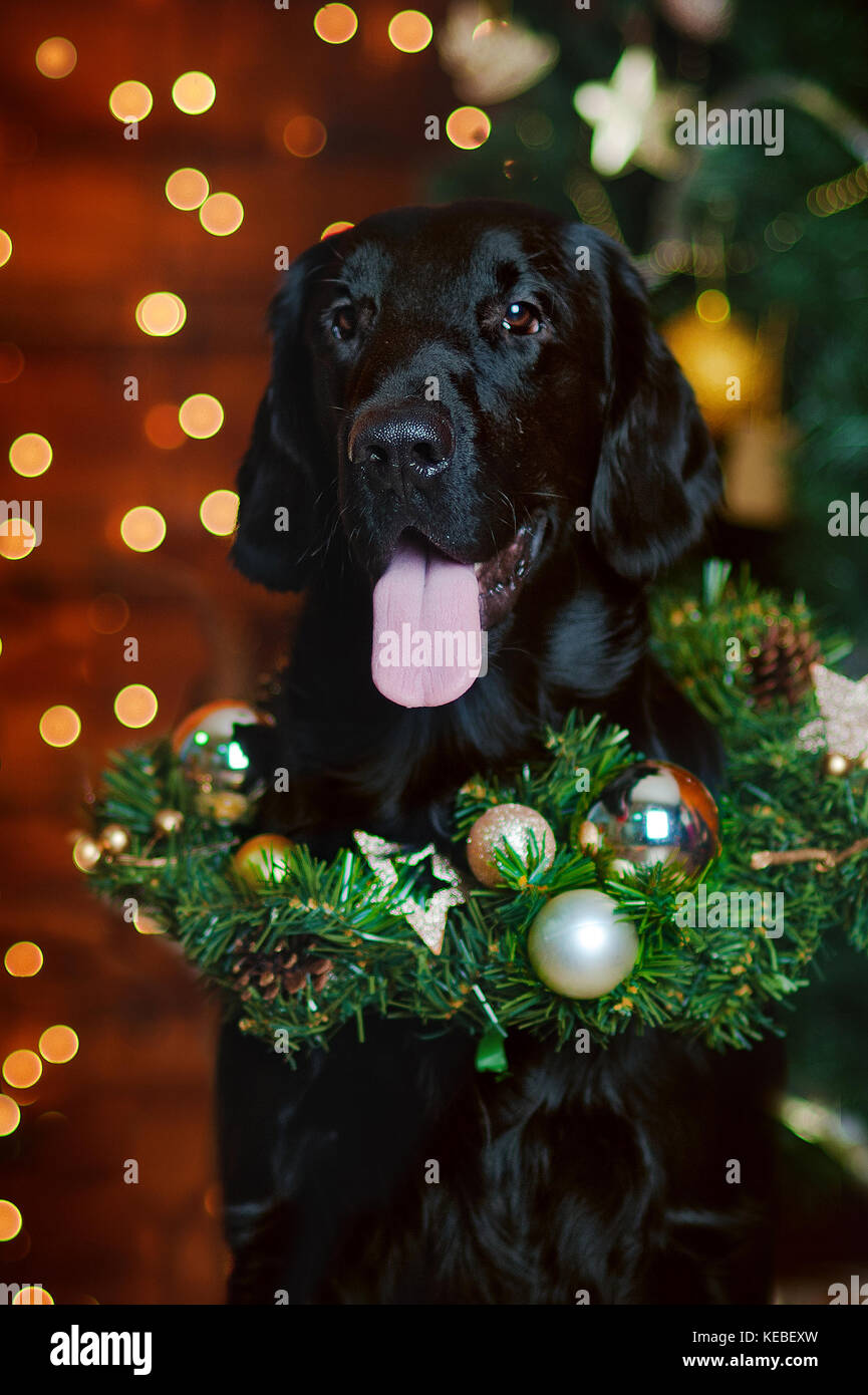 Merry Christmas Black Lab