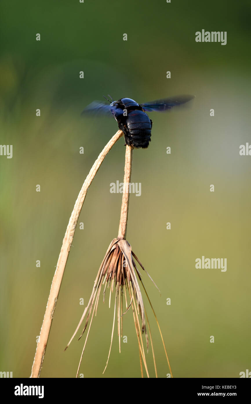 Black carpenter bee hi-res stock photography and images - Alamy