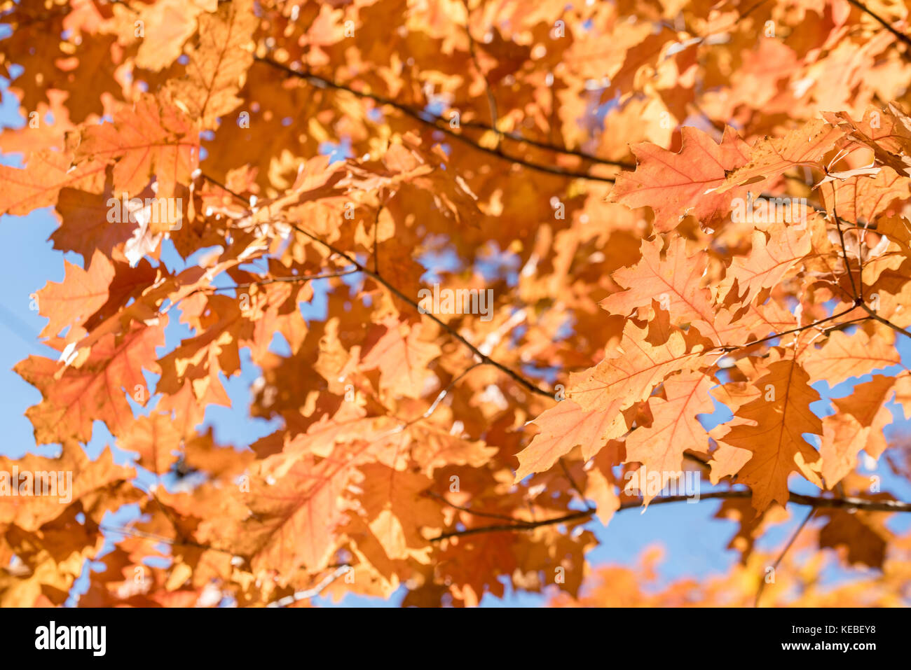 Fall leaves background Stock Photo - Alamy