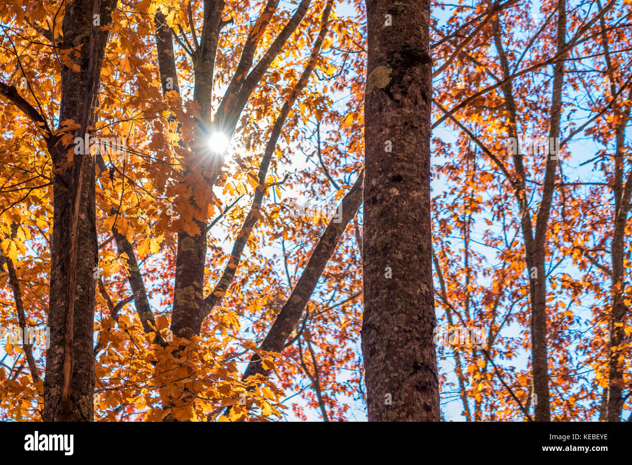 Natural background various fallen hi-res stock photography and images ...