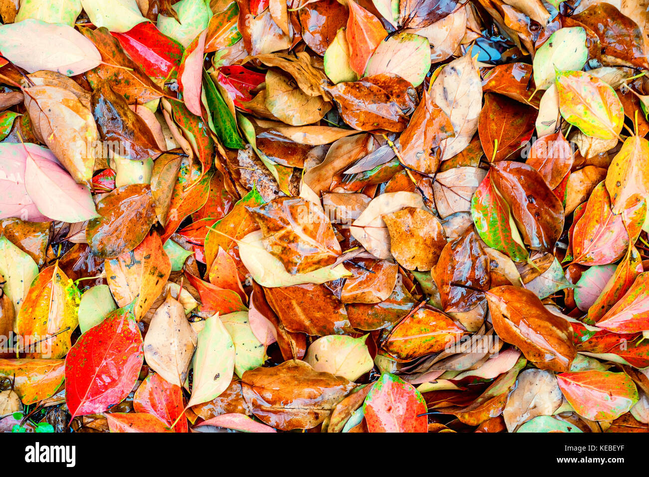 Fall background with yellow and red leaves Stock Photo - Alamy
