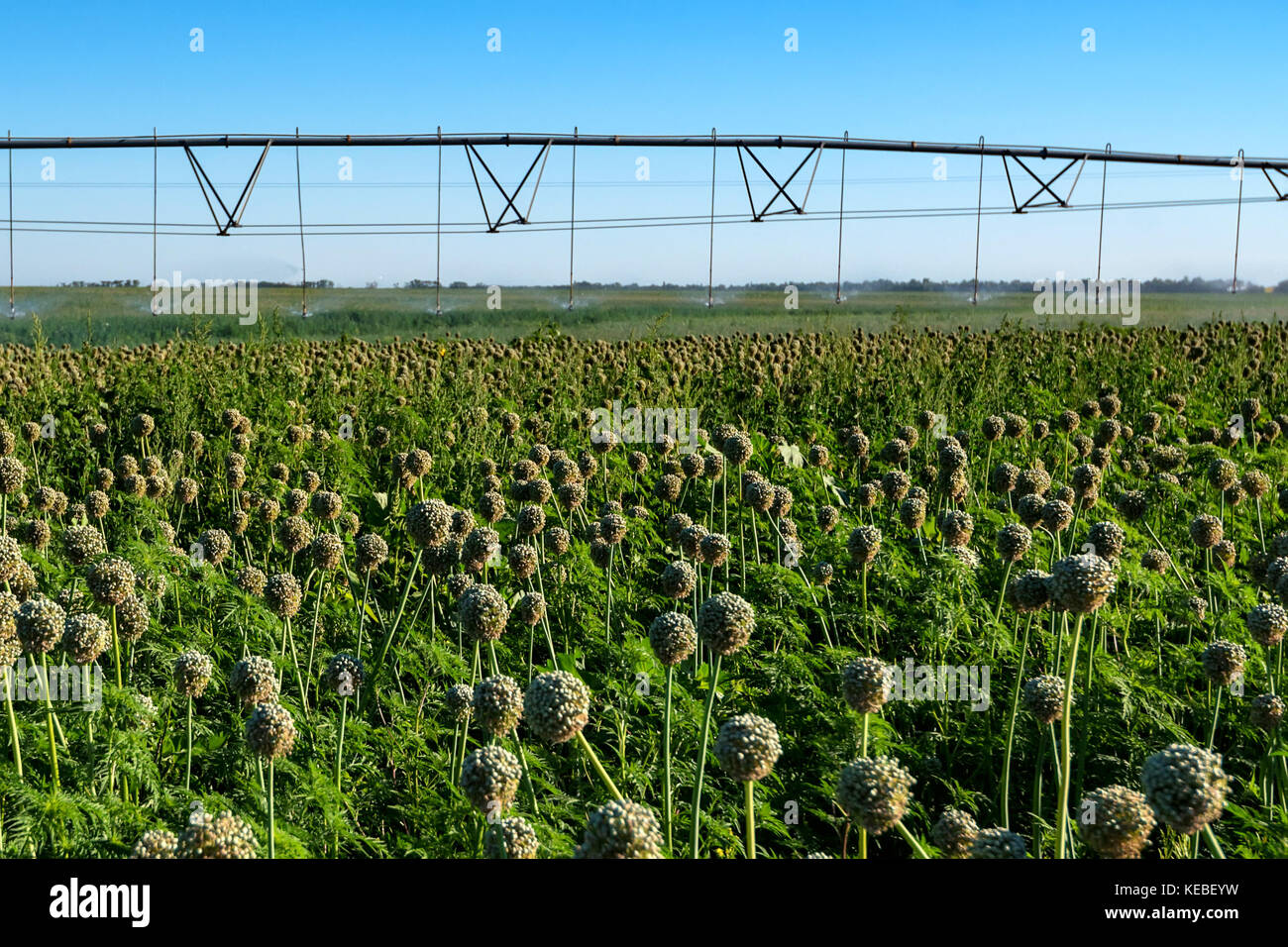Drip irrigation system in field Stock Photo - Alamy