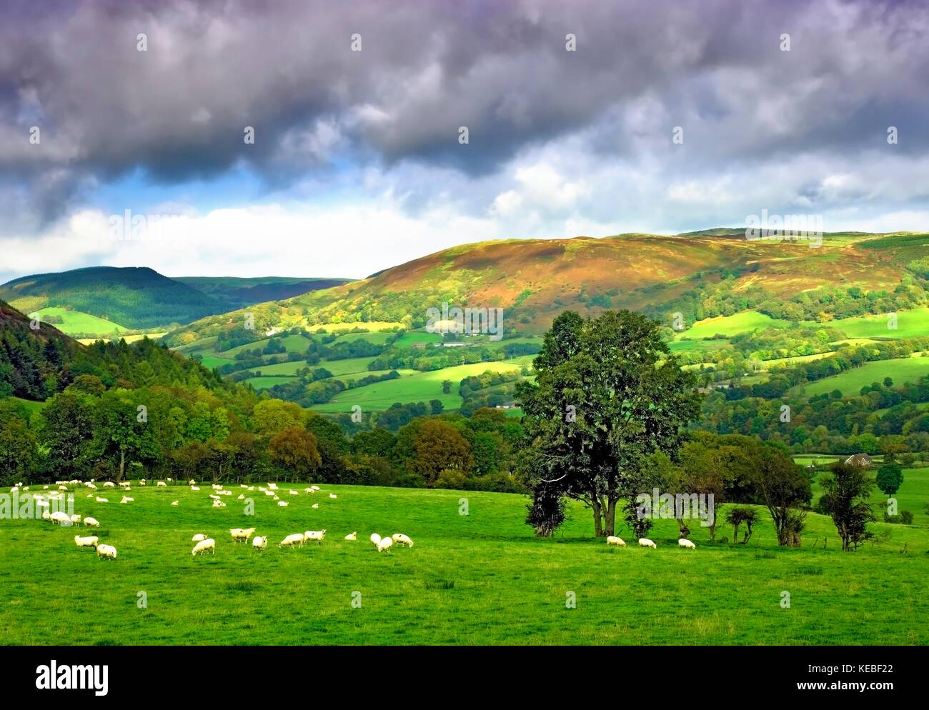 A late summer view of the green landscape of Powys, Wales. as a hint of ...