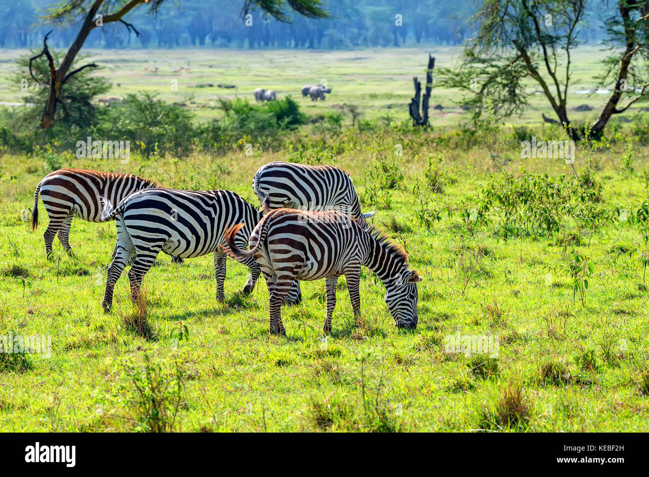 Grazing animals in savanna hi-res stock photography and images - Alamy