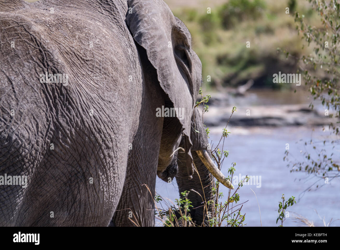 Large female elephant chewing grass after successfully crossing the ...