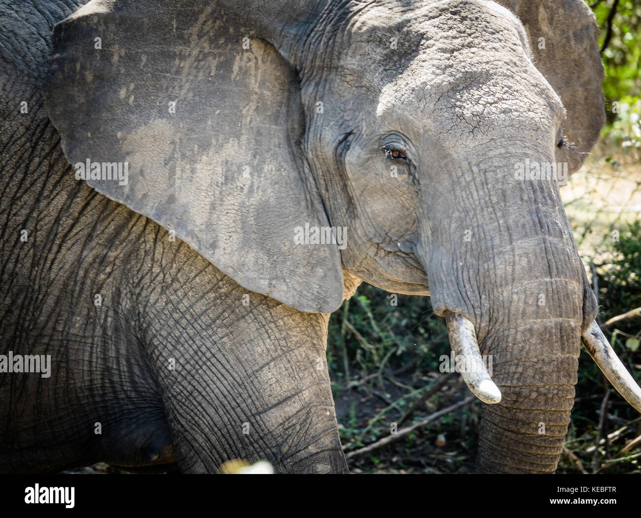 Young Elephant showing musk close-up, Tanzania's Serengeti Stock Photo ...