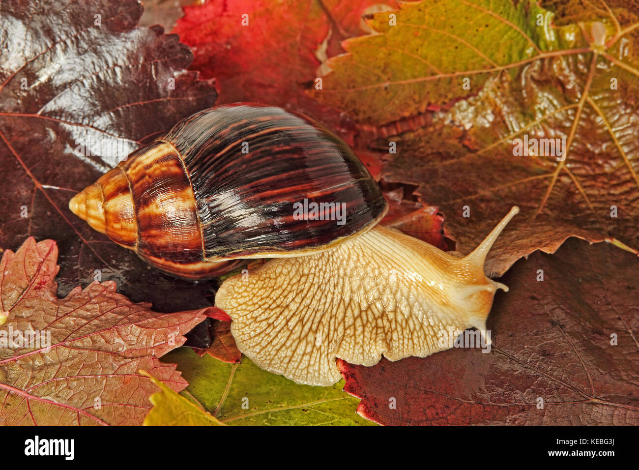 Achatina snail on multicolored autumn grape leaf taken closeup Stock ...