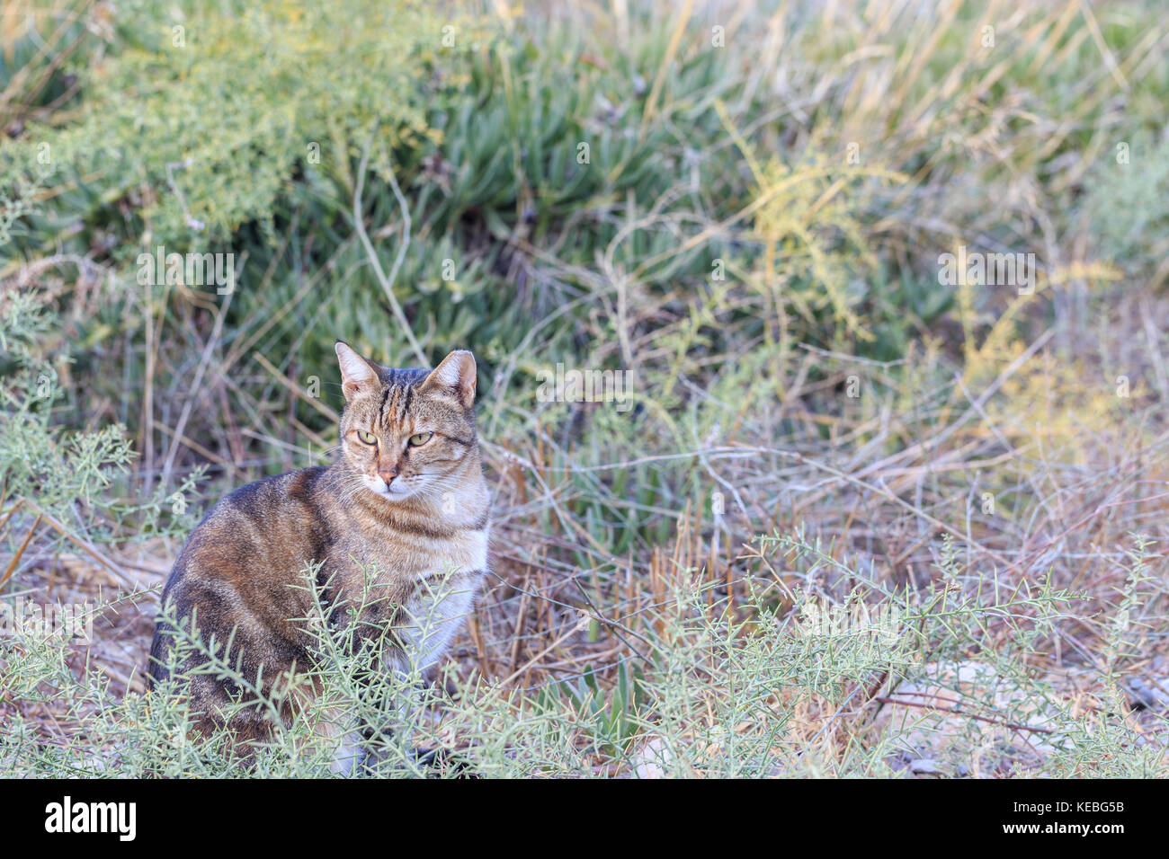 Feral cat in the nature between plants Stock Photo - Alamy