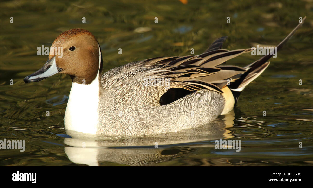 A long view of a Northern Pintail drake on a California lake Stock ...