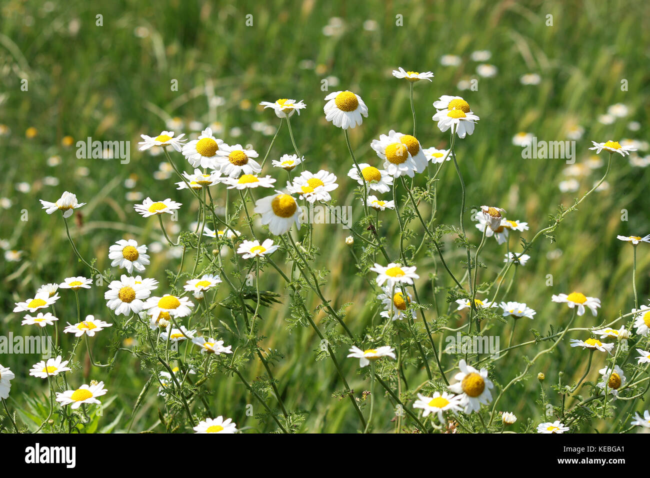 chamomile flower meadow spring season Stock Photo - Alamy