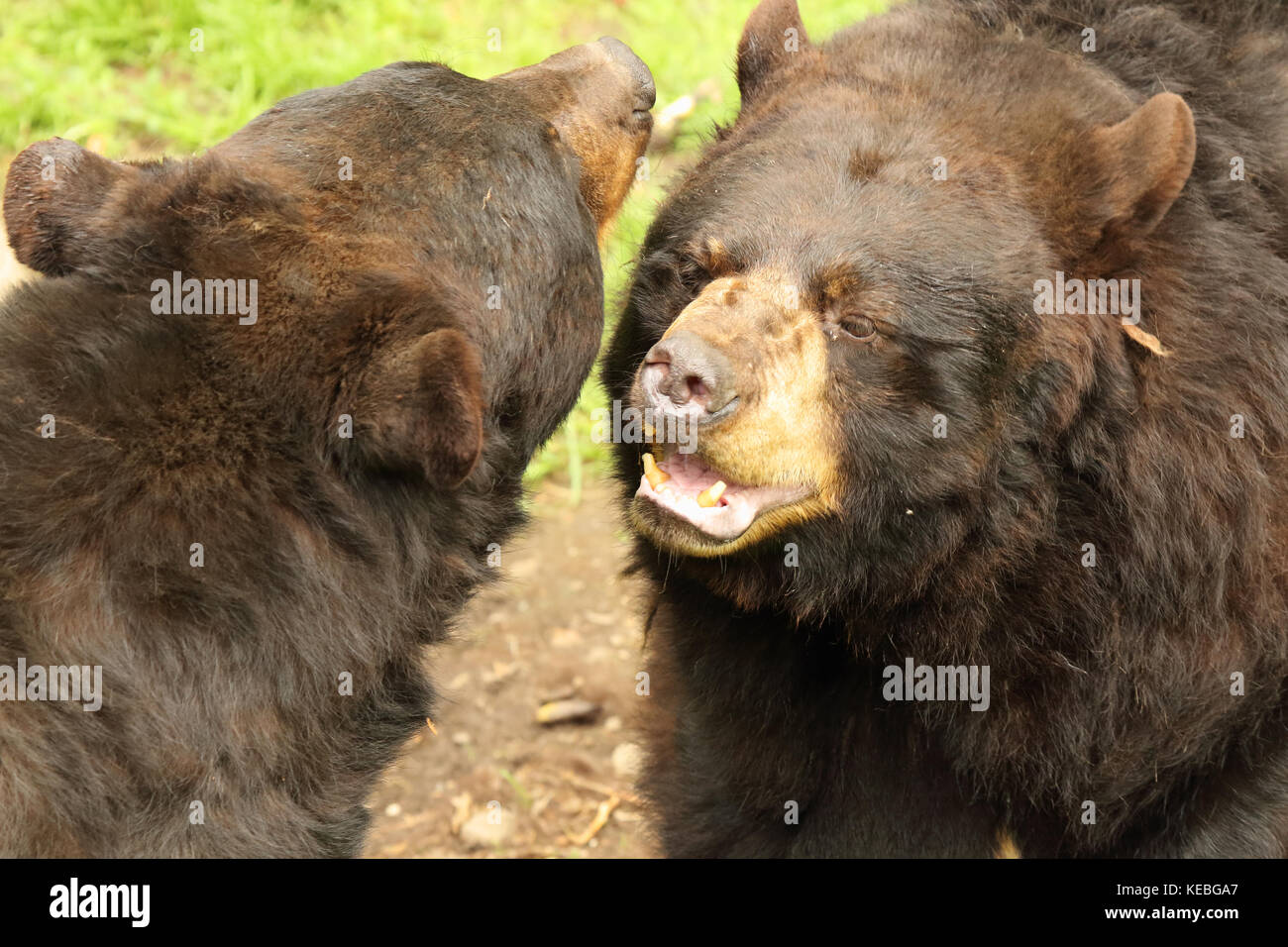 A pair of black bears smelling each other before a sparring match ...