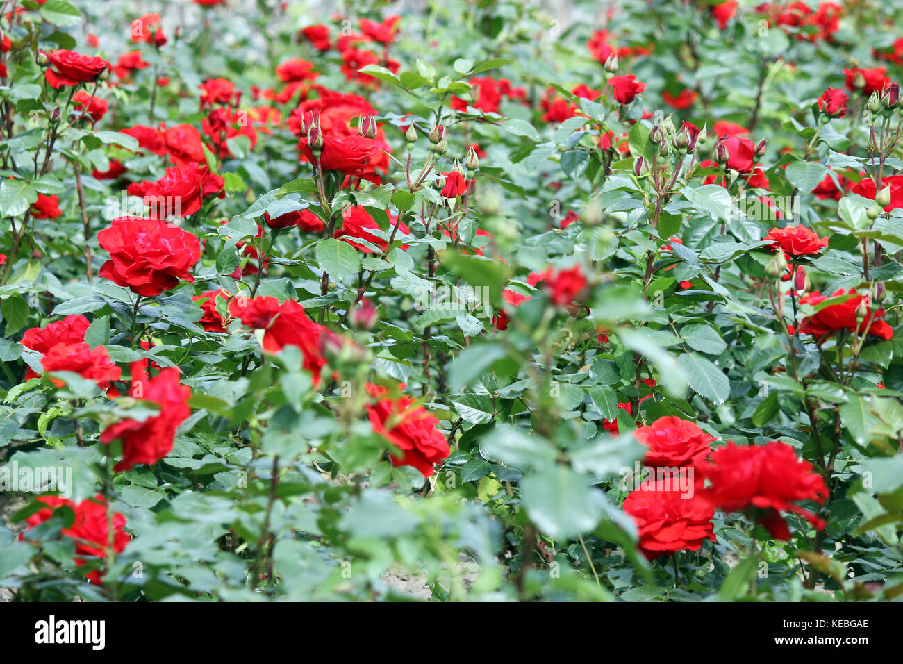 Roses nature hi-res stock photography and images - Alamy