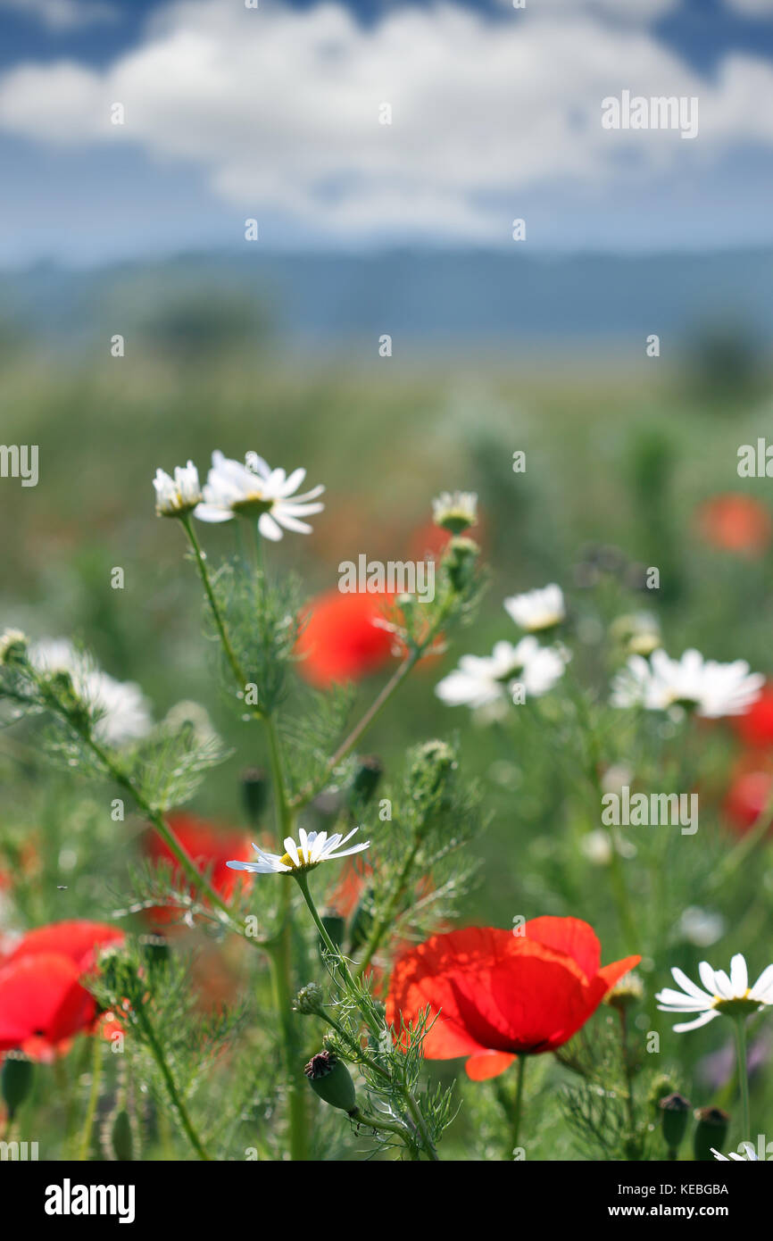 wild flowers nature spring season Stock Photo - Alamy
