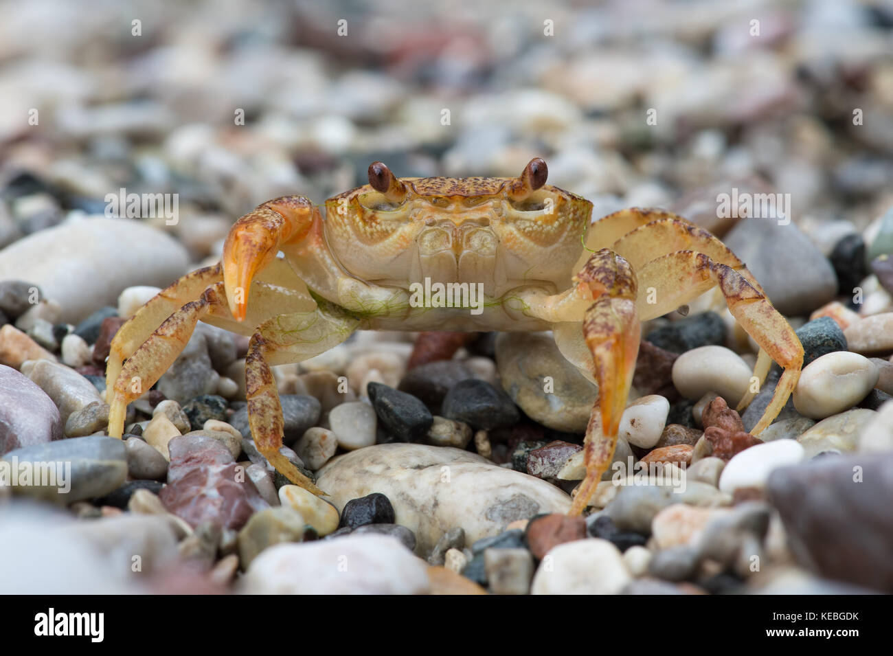 Freshwater Crab (Potamon potamios Stock Photo - Alamy