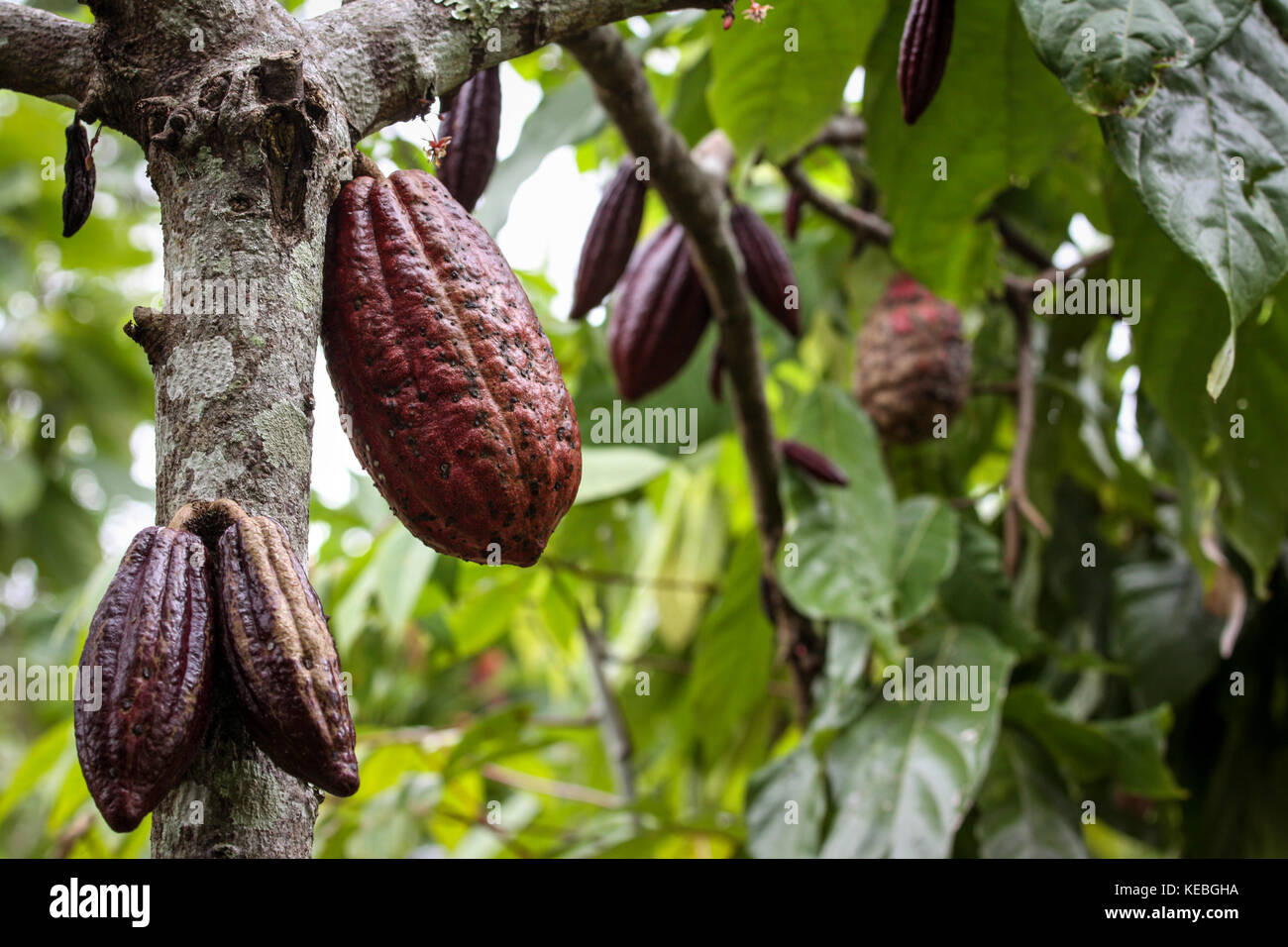 Theobroma Cacao Crops